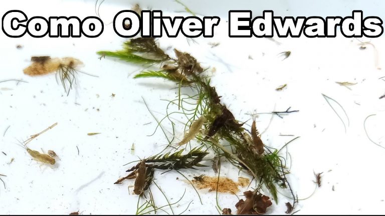 Como Oliver Edwards - FLYPESCA